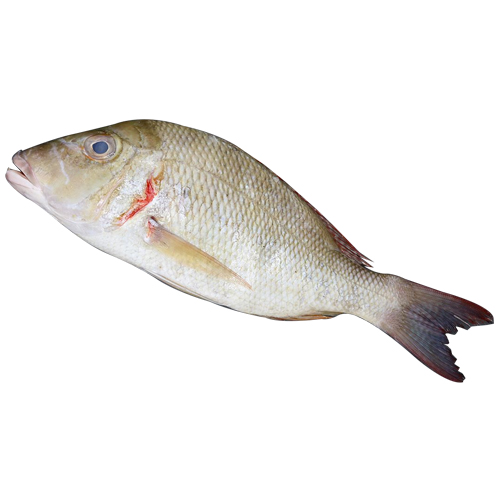 Red Sheri Fish Medium Qatar 1Kg
